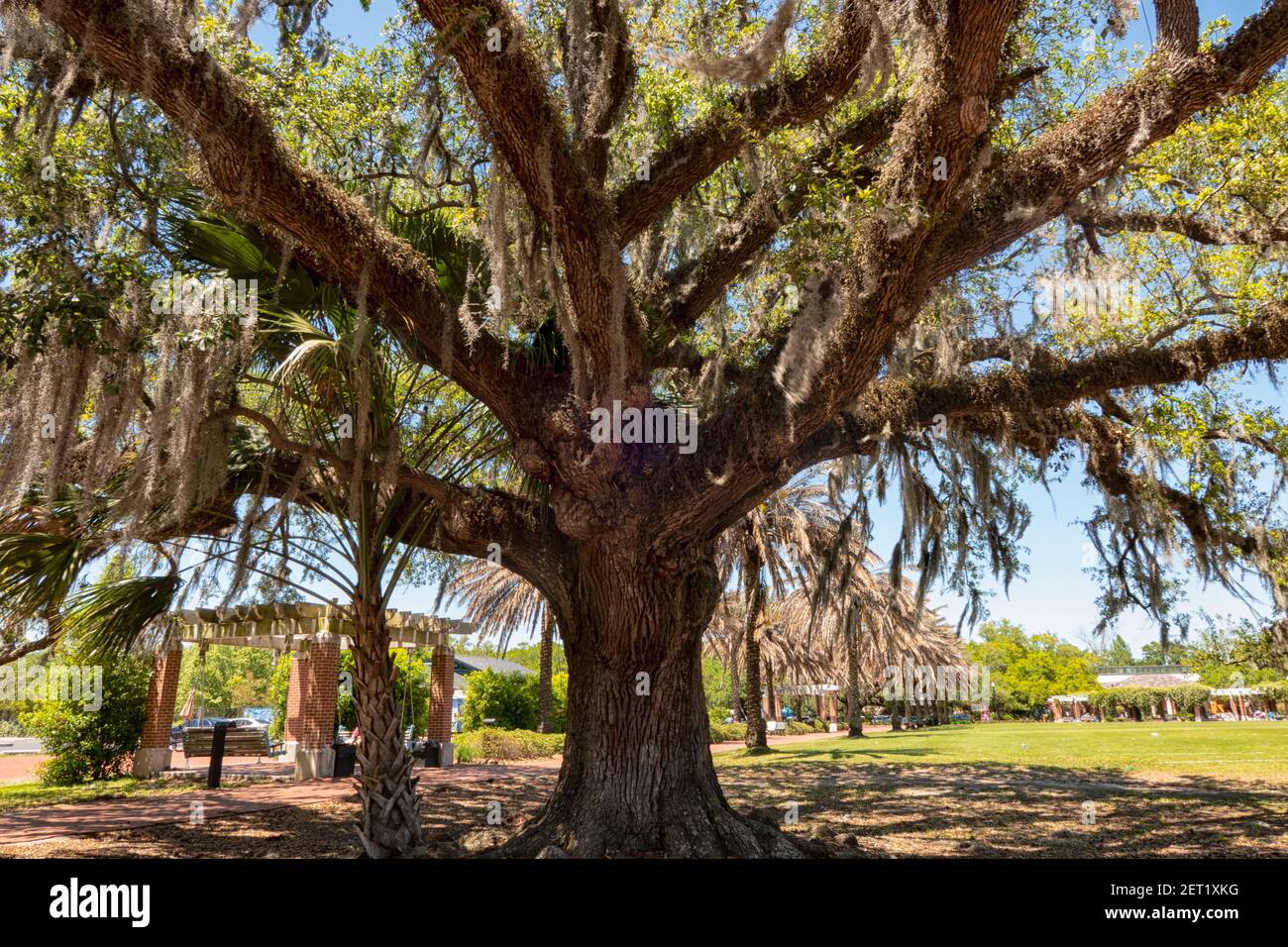Tree spanish moss hi-res stock photography and images - Alamy