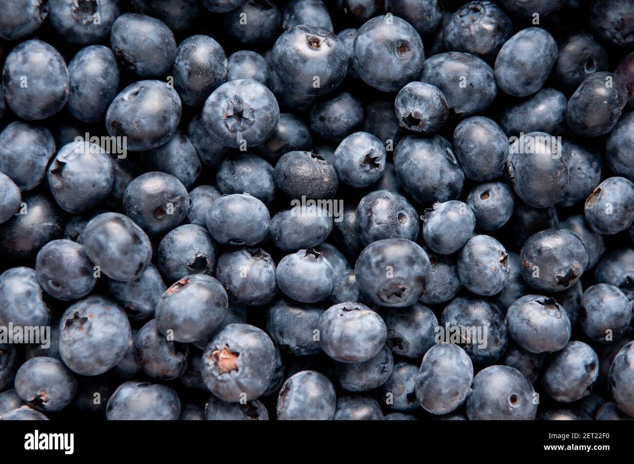 farm fresh picked organic blueberries Stock Photo - Alamy