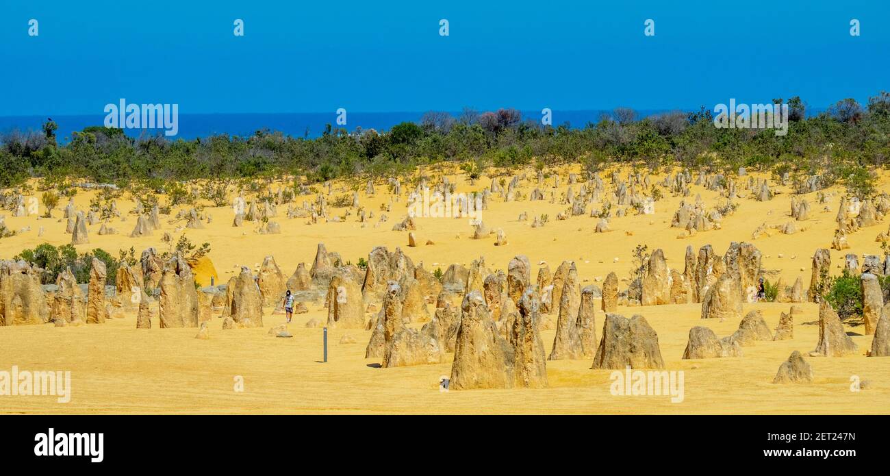 Pinnacles Desert weathered limestone pillars popular tourist attraction ...