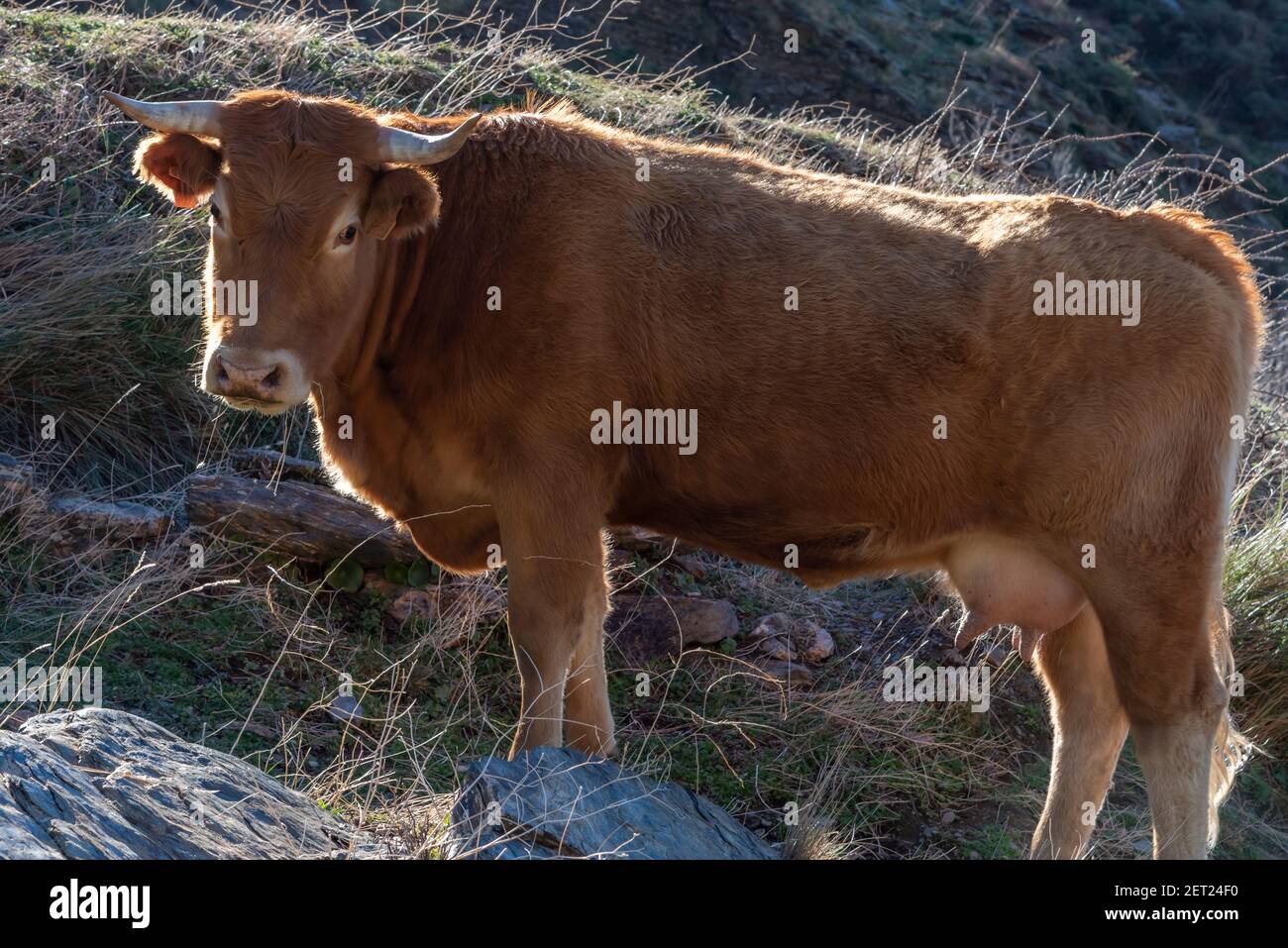 Cow and her calf of the pajuna breed, in the Sierra Nevada mountains ...