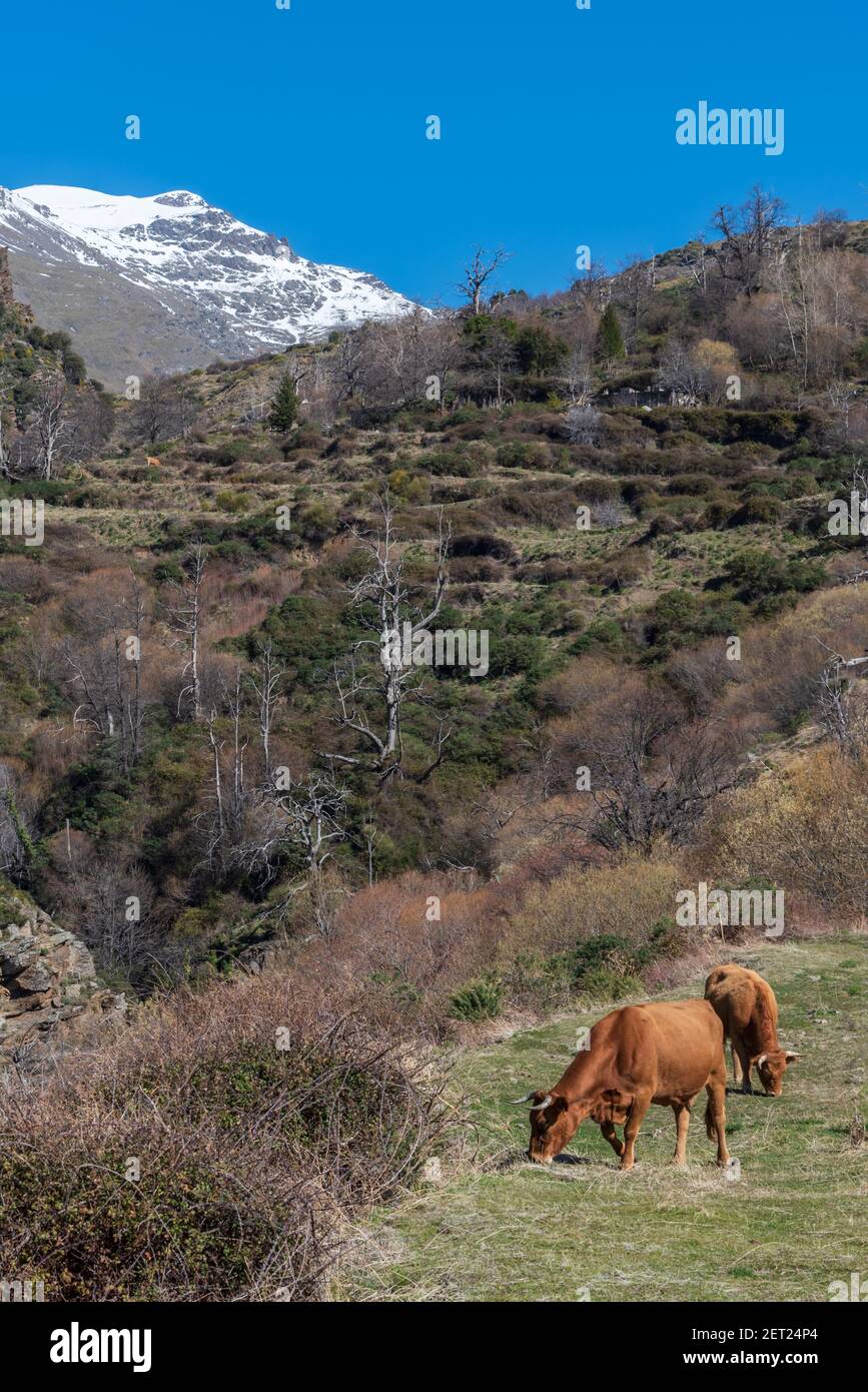 Cow and veal hi-res stock photography and images - Alamy