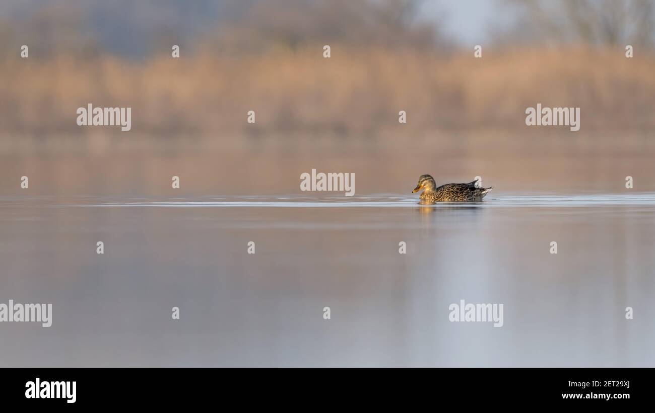 ente, bird, stockente, wasser, natur, tier, ente, bird, wild lebende ...