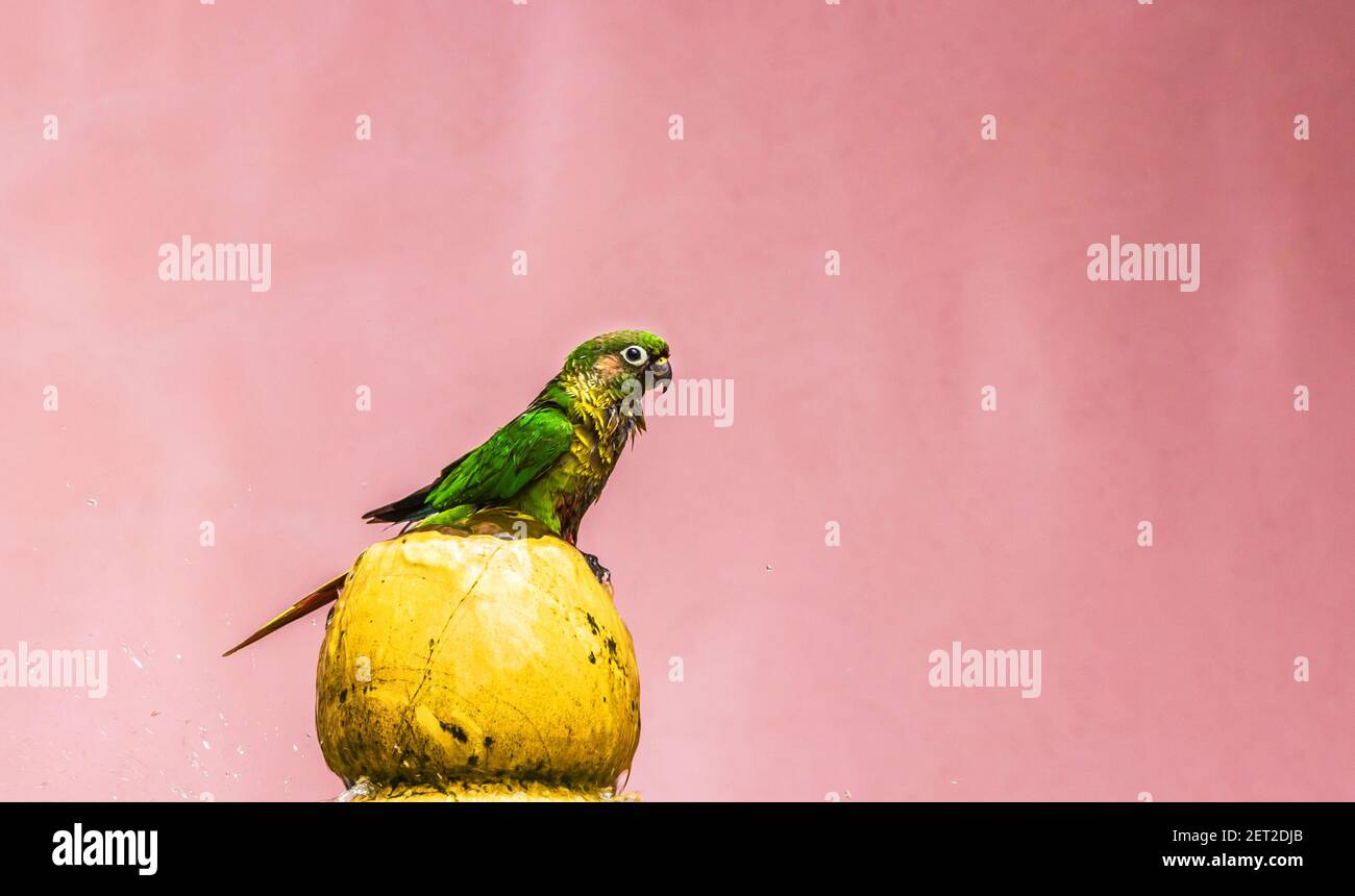 Pink bellied parrot hi-res stock photography and images - Alamy