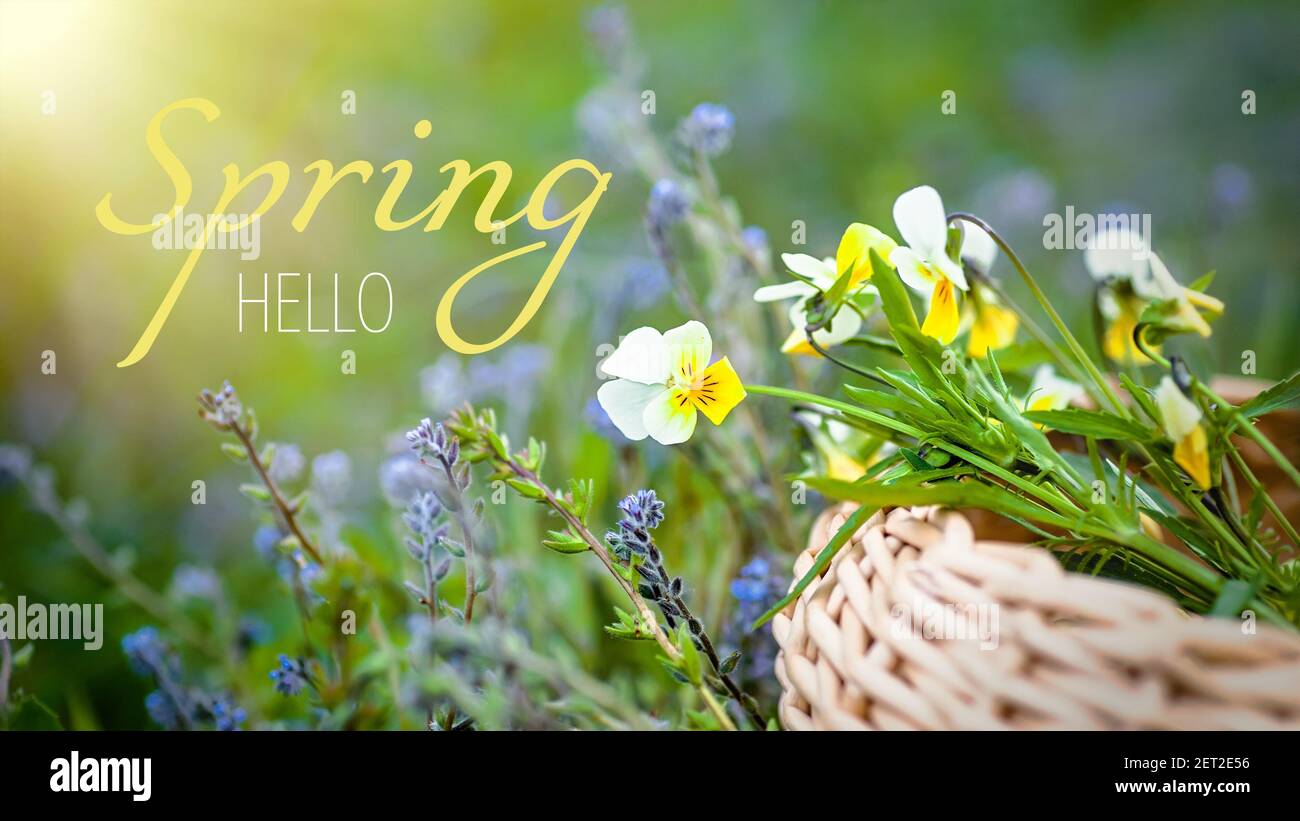 Text Hello Spring. Viola arvensis, field pansy yellow with white meadow ...