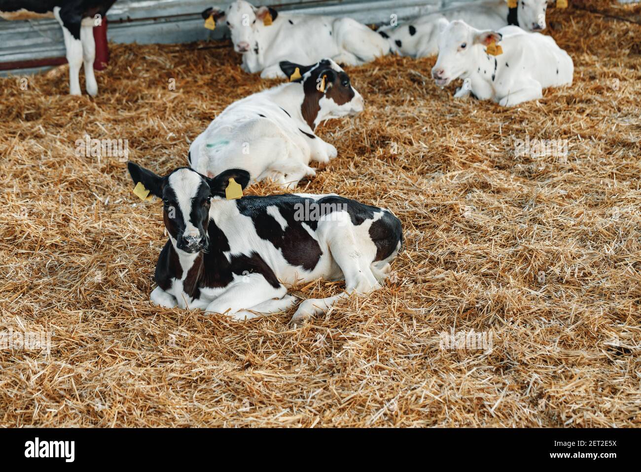 Young bull calf in a stall on a farm Stock Photo - Alamy