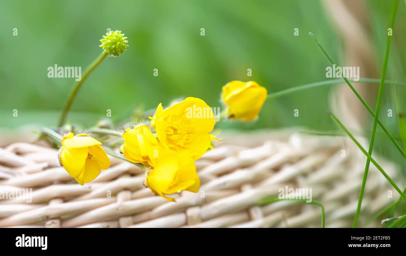 Ranunculus repens, creeping buttercup, creeping crowfoot, sitfast ...