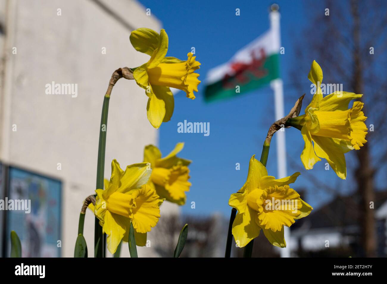 St davids flag hi-res stock photography and images - Alamy