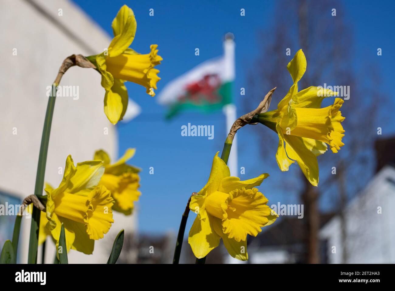 St davids flag hi-res stock photography and images - Alamy