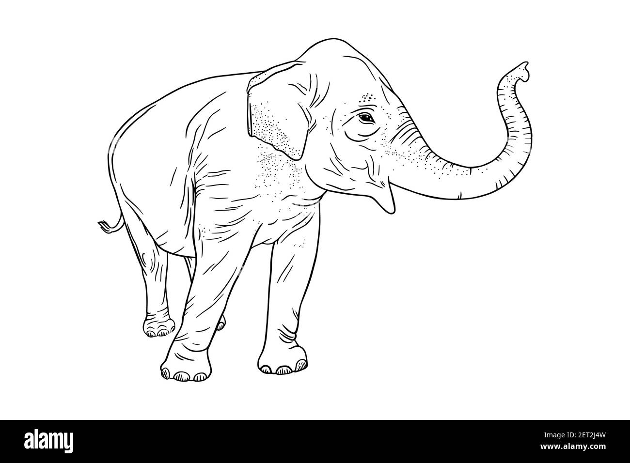 Elephant profile isolated on white background. Realistic Asian elephant ...