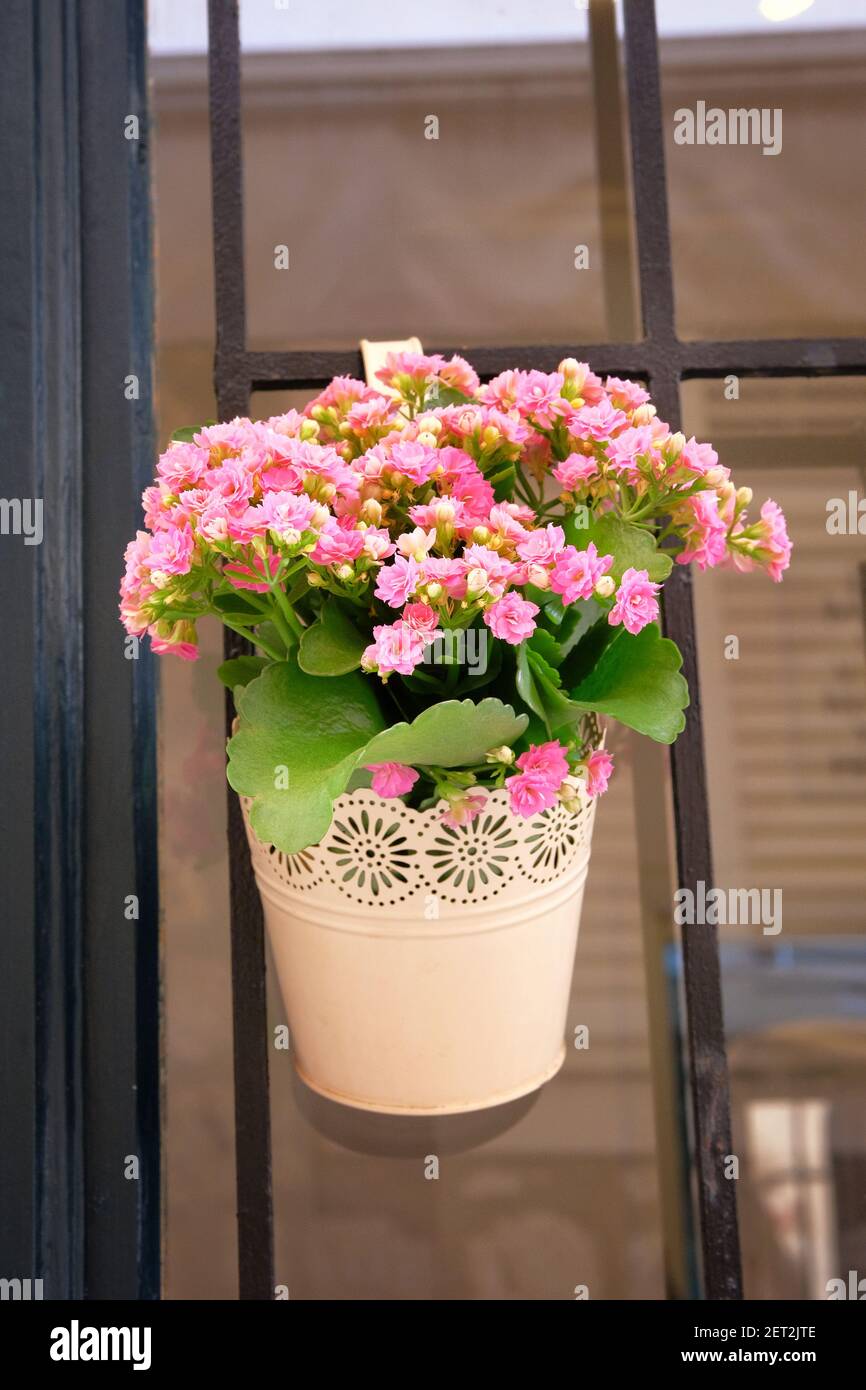 Pot with bush of blooming plant for landscape design. Bush with pink ...