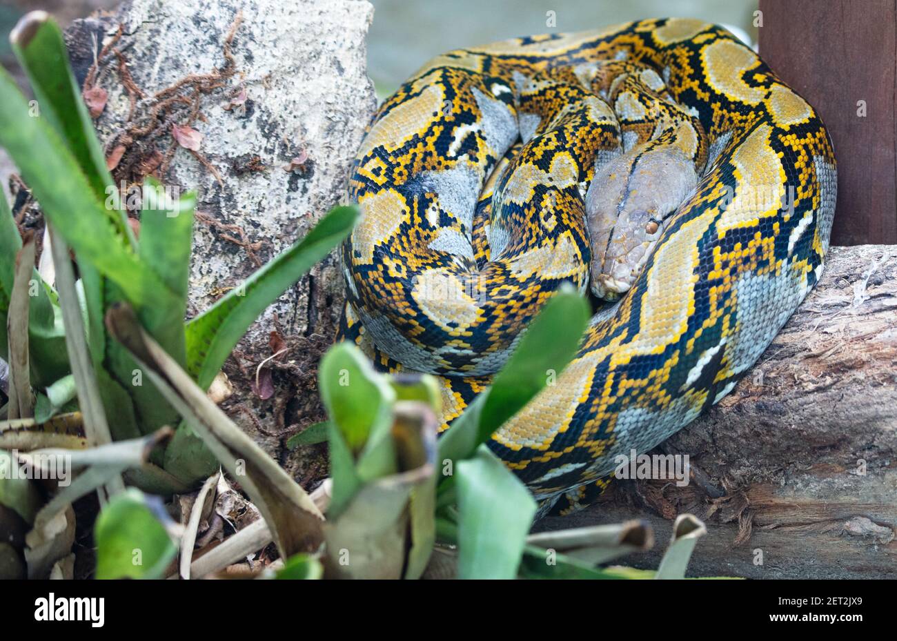 Yellow piton hi-res stock photography and images - Alamy