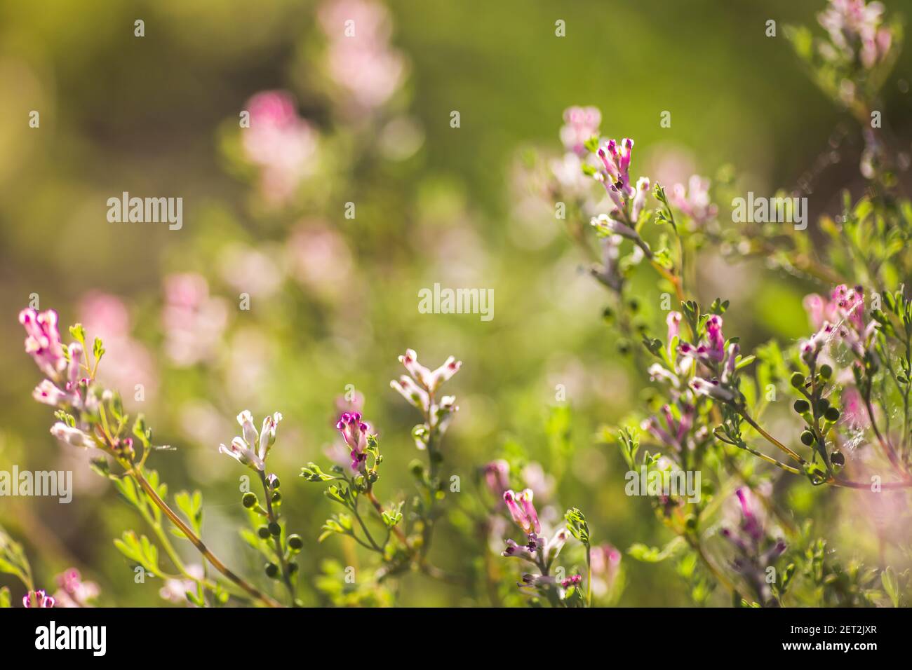 Fumaria officinalis, common fumitory, drug fumitory or earth smoke pink ...
