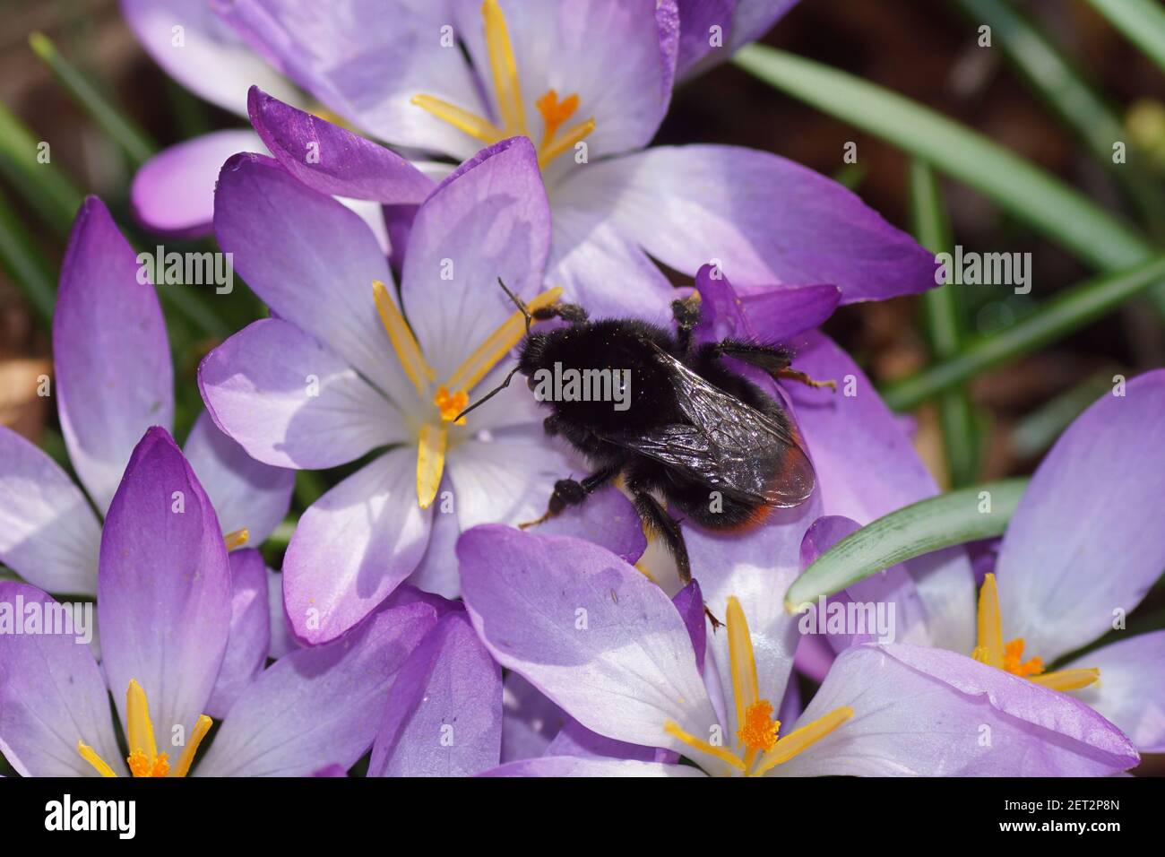 Queen Red-tailed bumblebee (Bombus lapidarius), family Apidae on the ...