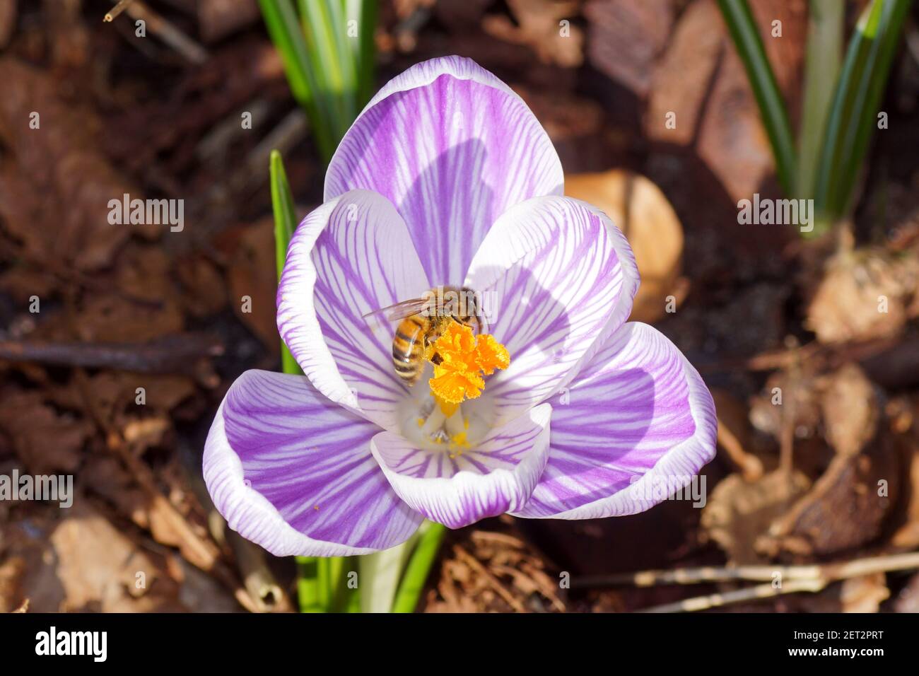 Western honey bee or European honey bee (Apis mellifera), family Apidae ...
