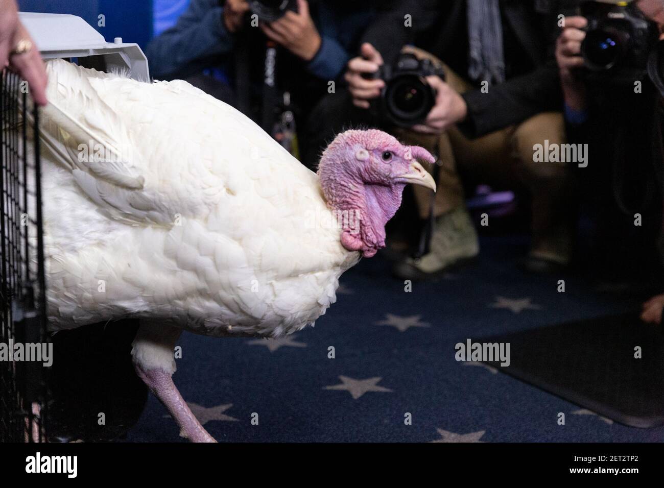 The National Thanksgiving Turkey is presented in the Brady Press ...