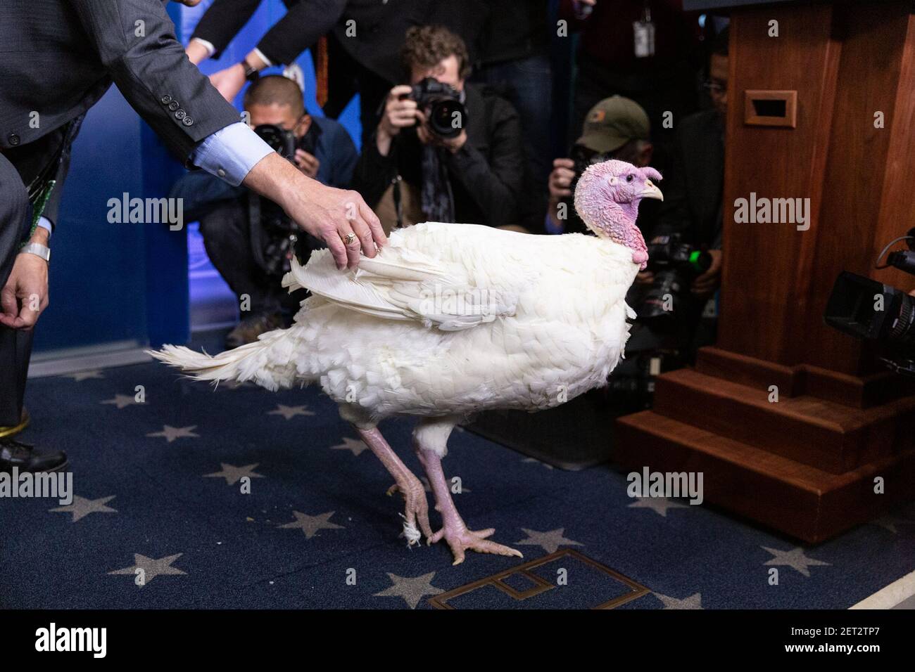 The National Thanksgiving Turkey is presented in the Brady Press ...