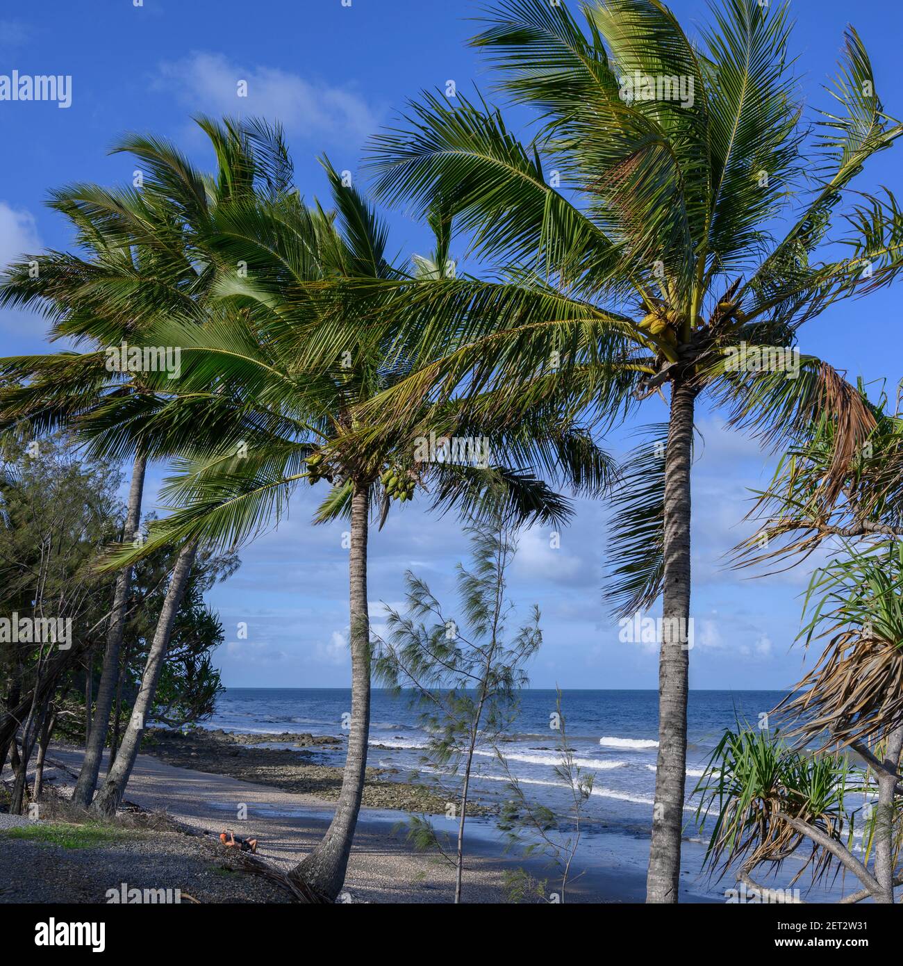 Palm trees on the beach, Port Douglas, Far North Queensland, Queensland ...