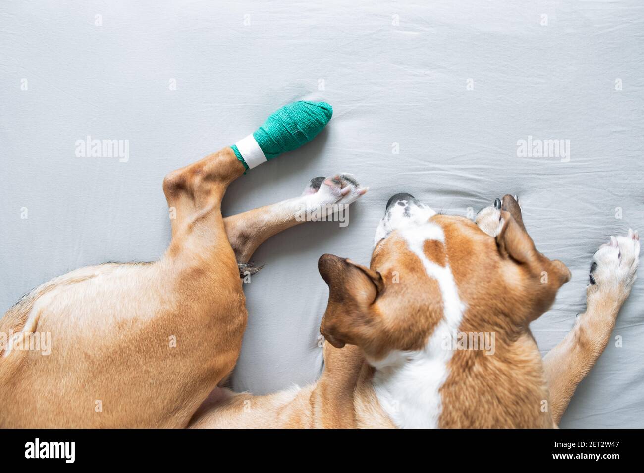 Dog with a wounded bandaged paw. Vet issues, physical trauma, taking ...