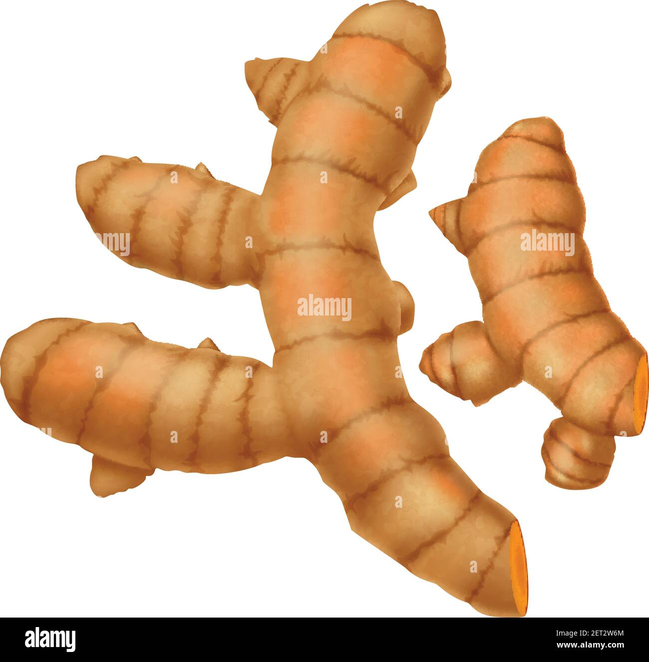 Turmeric or curcuma longa root isolated on white background. Vector ...