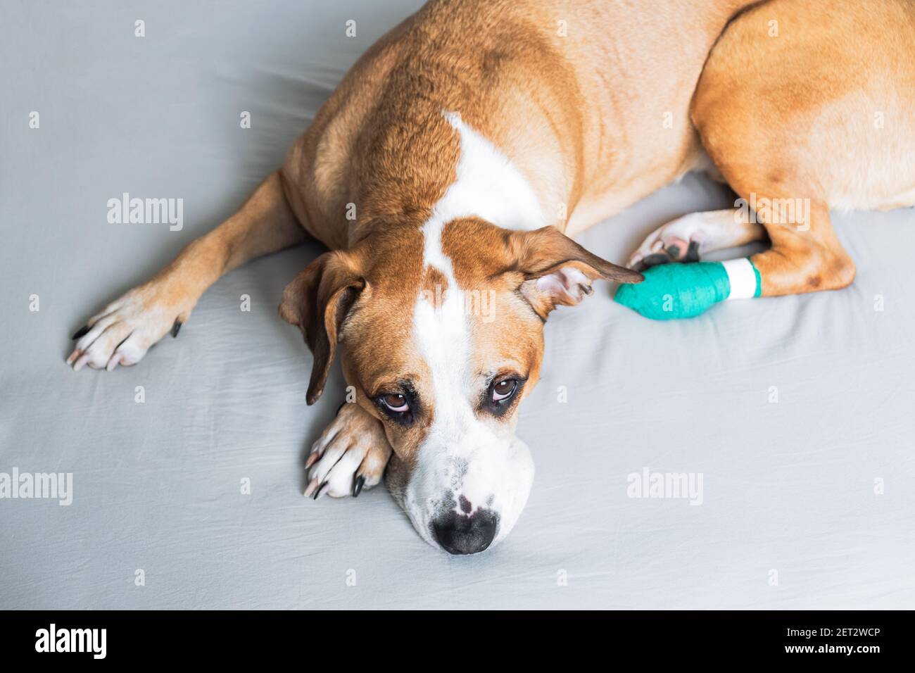 Bandaging leg wound hi-res stock photography and images - Alamy