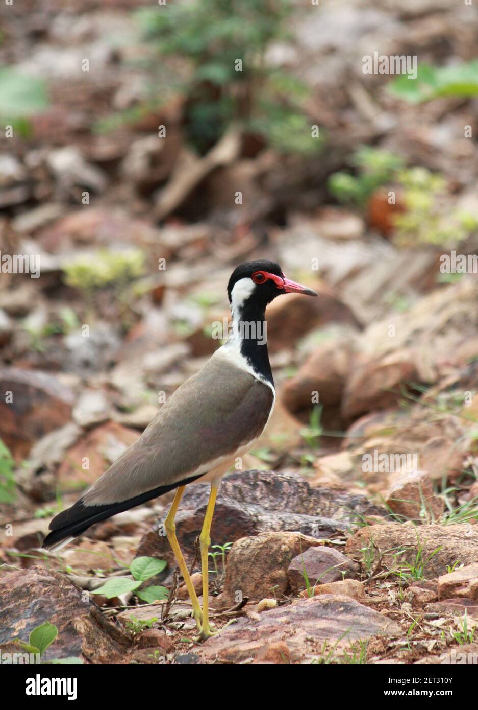The red-wattled lapwing bird sitting on ground for food Stock Photo - Alamy