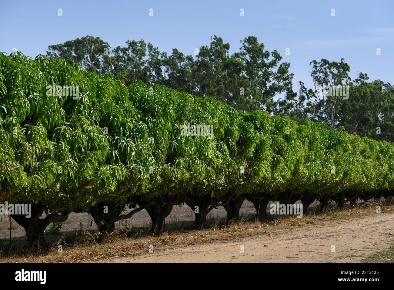 Row of crop in a field, Queensland, Australia Stock Photo - Alamy