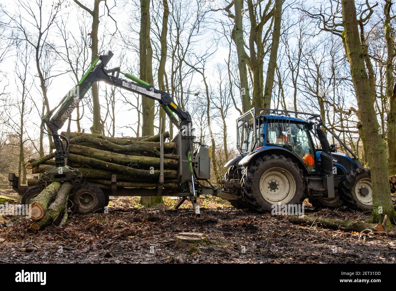Lifting Tree Trunks High Resolution Stock Photography and Images - Alamy