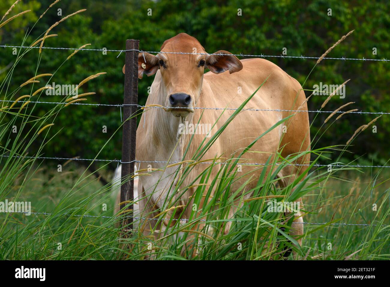 Cow on a farm, Queensland, Australia Stock Photo - Alamy
