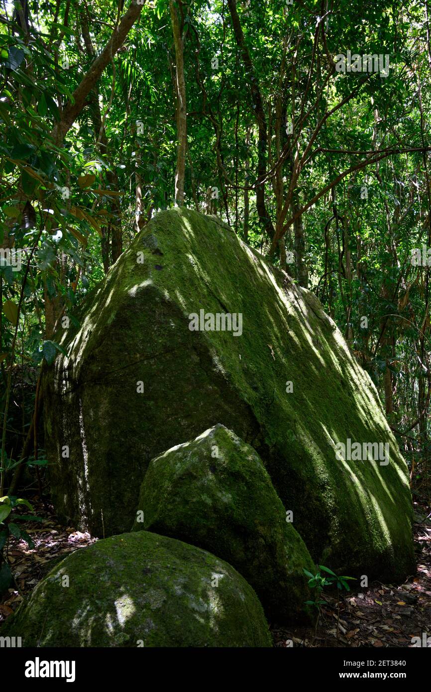 Moss covered boulder in a forest, Mossman Gorge, Finlayvale, Queensland ...