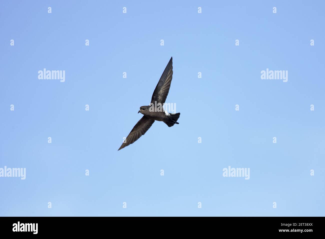 Wilson's Storm-Petrel - In flightOceanites oceanicus Paulette Island ...