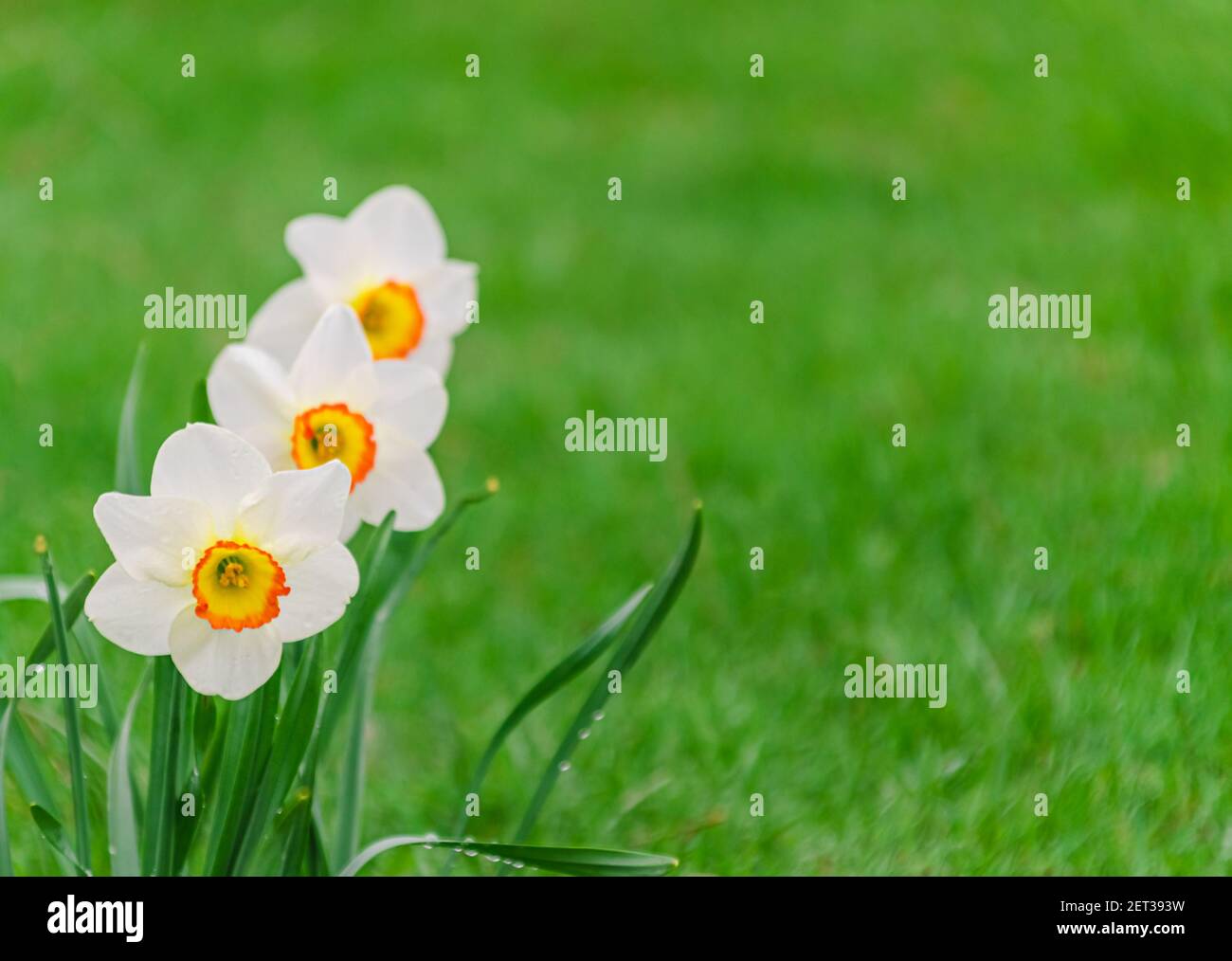 Close view of daffodil bloom hi-res stock photography and images - Alamy