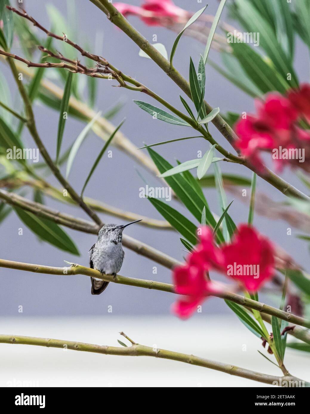 Hummingbird tree flower hi-res stock photography and images - Alamy