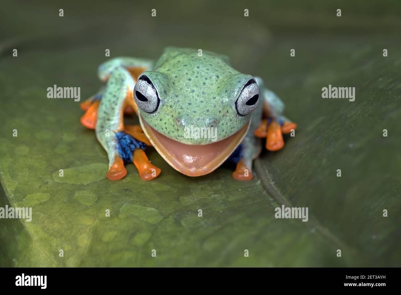 Green flying tree frog sitting on an anthurium leaf, Indonesia Stock ...