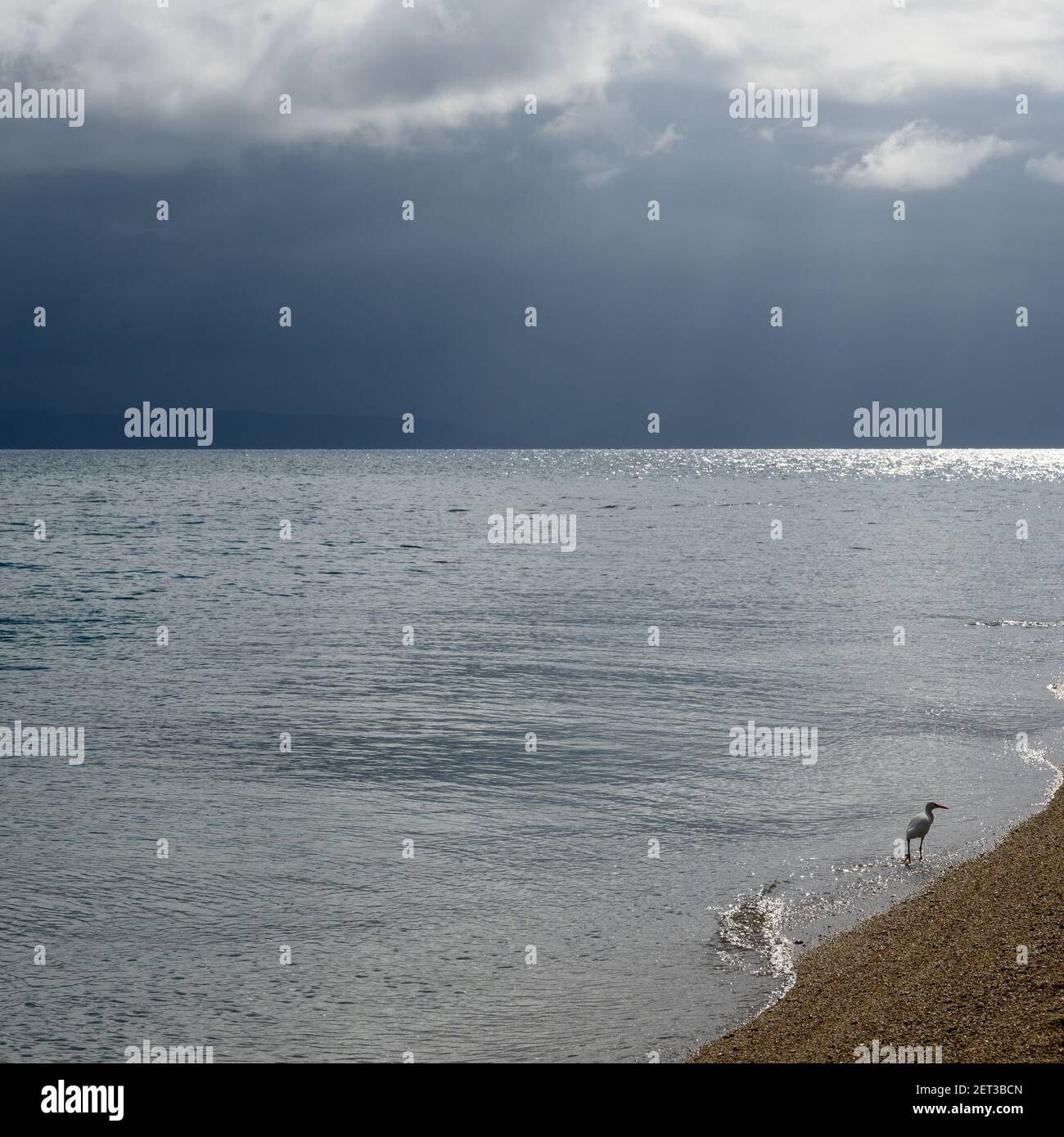 Sea bird along the beach, Low island, Far North Queensland, Queensland ...