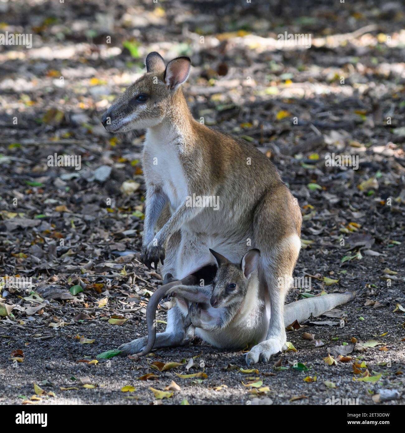 Close-up of Wallaby with its young, Port Douglas, Far North Queensland ...