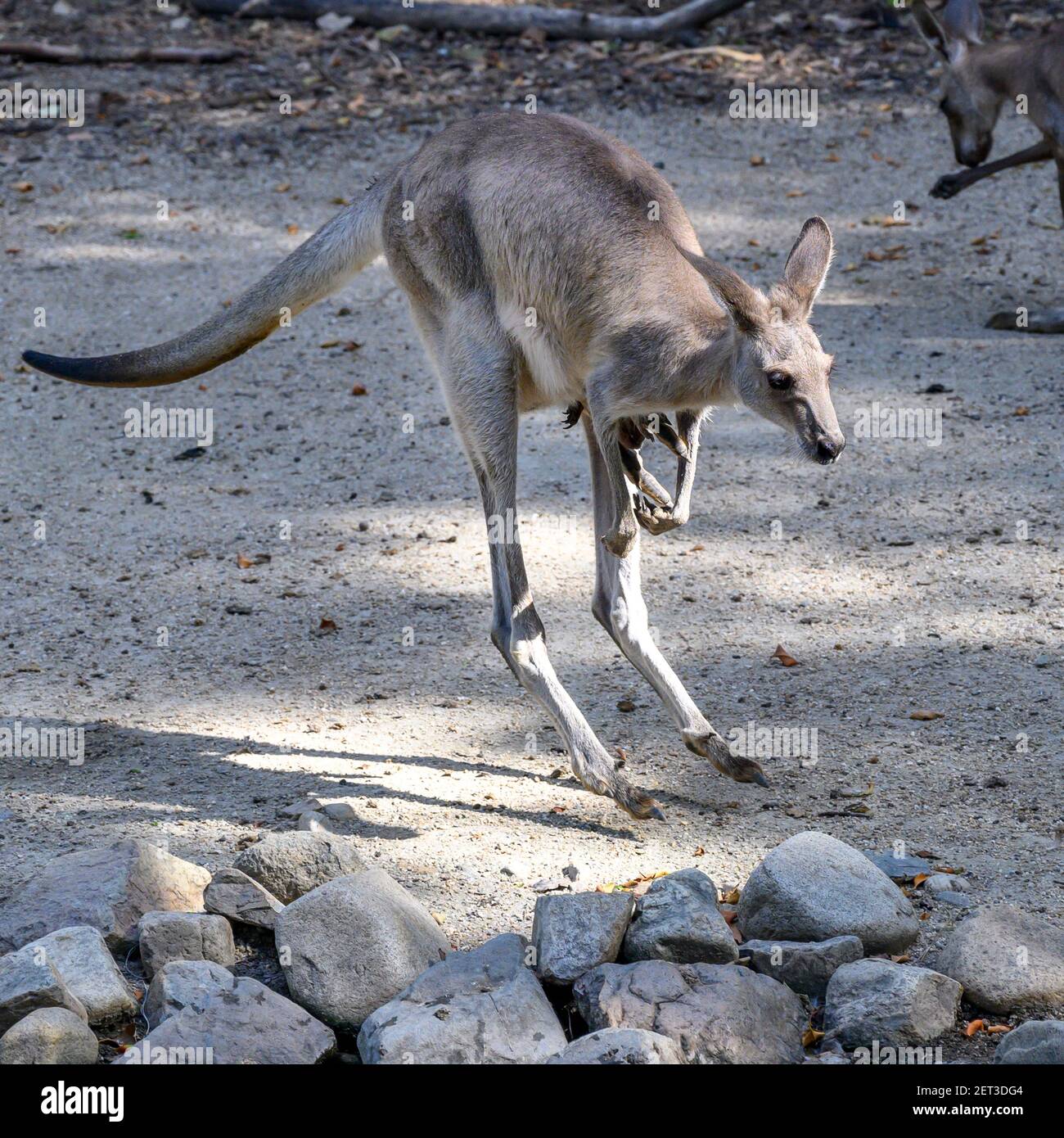Wallaby, Port Douglas, Far North Queensland, Queensland, Australia ...