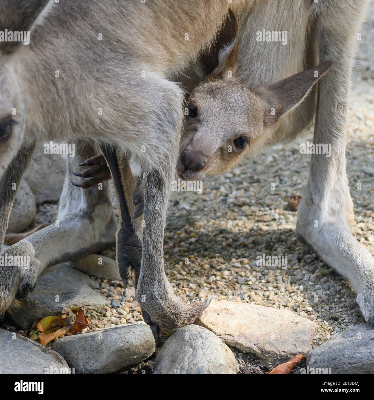 Close-up of Wallaby with its young, Port Douglas, Far North Queensland ...
