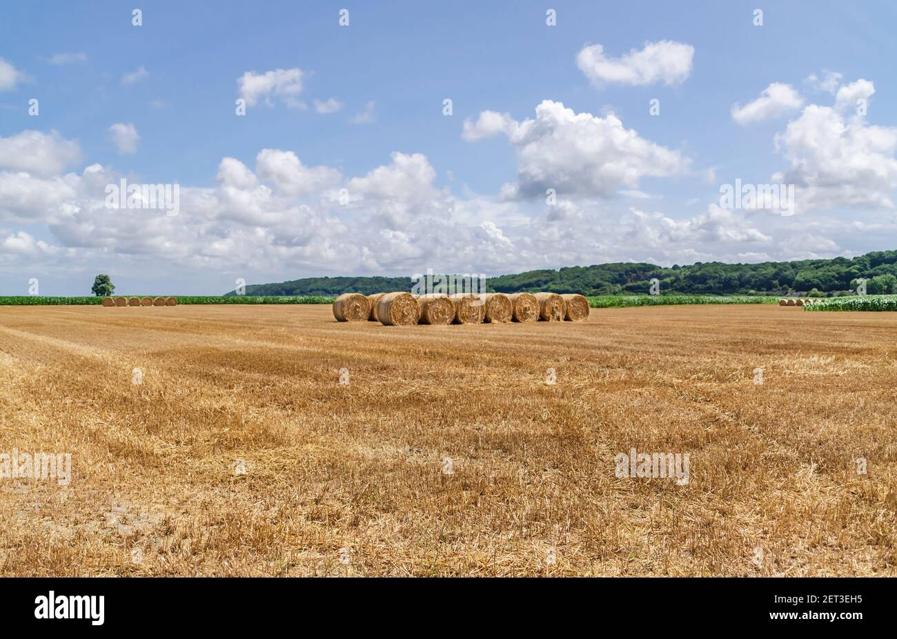Dried hays hi-res stock photography and images - Alamy