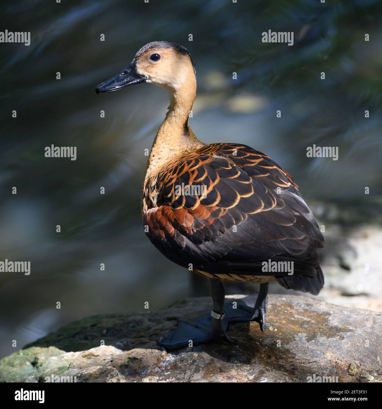 Close-up of a duck, Port Douglas, Far North Queensland, Queensland ...