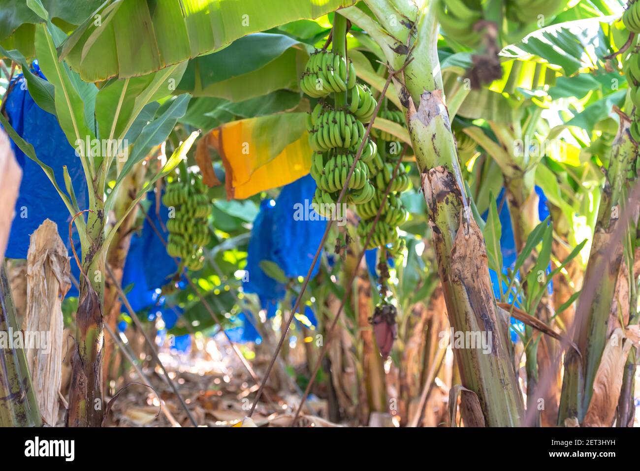 Cyprus Banana Tree High Resolution Stock Photography and Images - Alamy