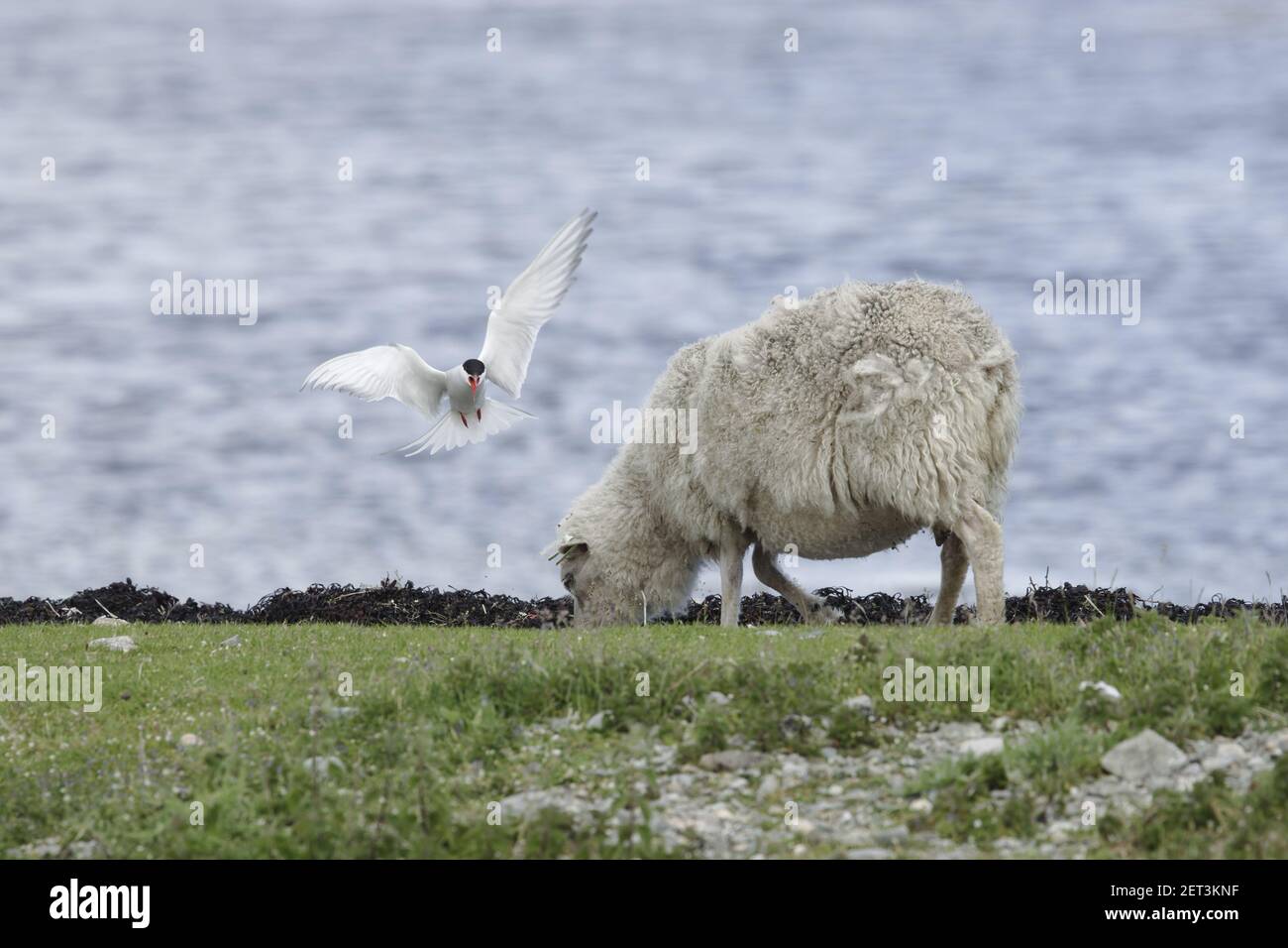 Birds defending nest hi-res stock photography and images - Alamy
