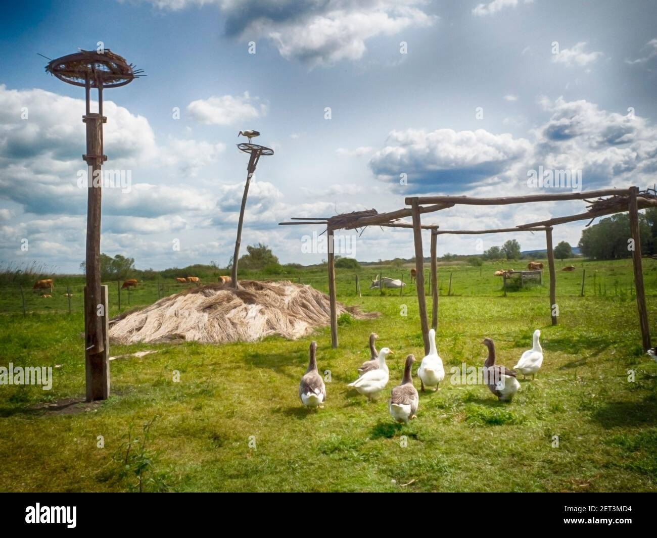 Cattle Bird Cattle High Resolution Stock Photography and Images - Alamy