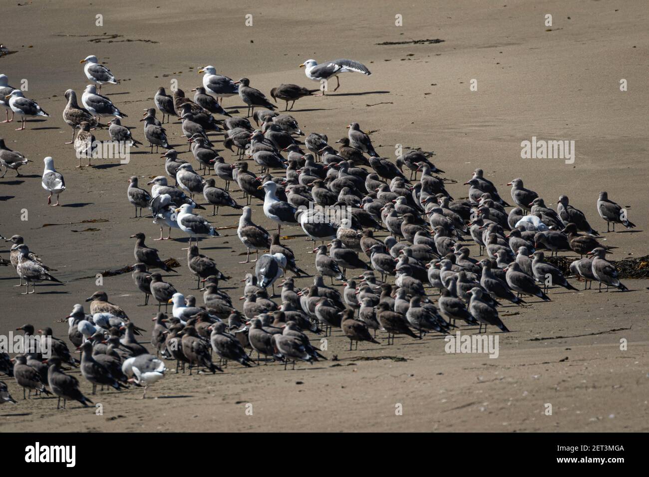 Birds Flock California High Resolution Stock Photography and Images - Alamy