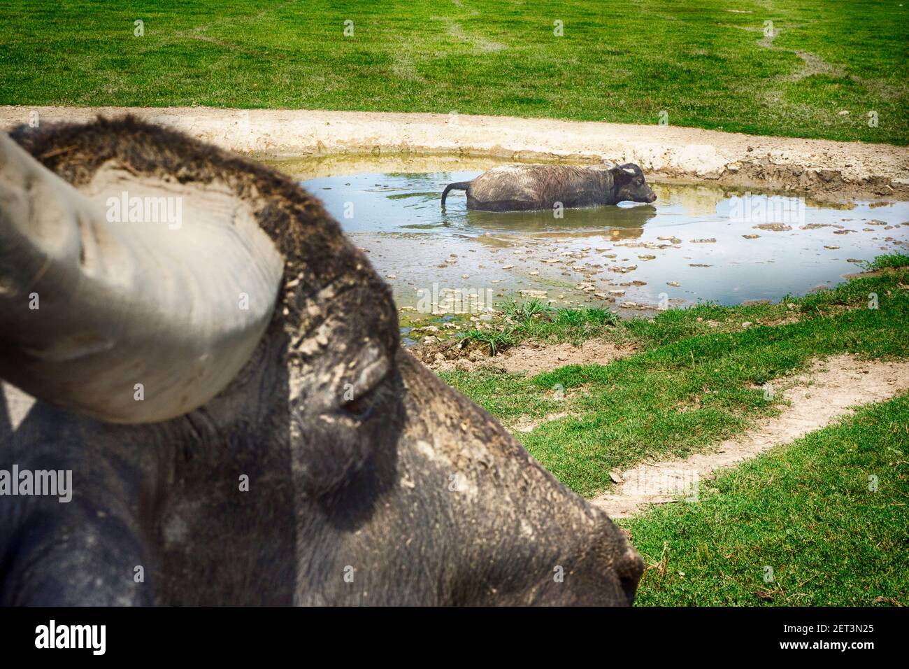 Buffalo cooling off in water hi-res stock photography and images - Alamy