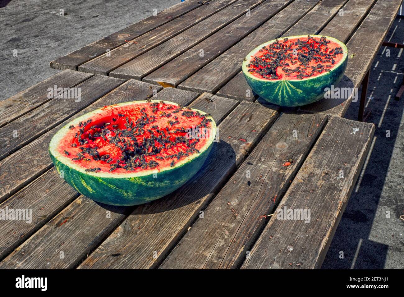 Melon insect hi-res stock photography and images - Alamy