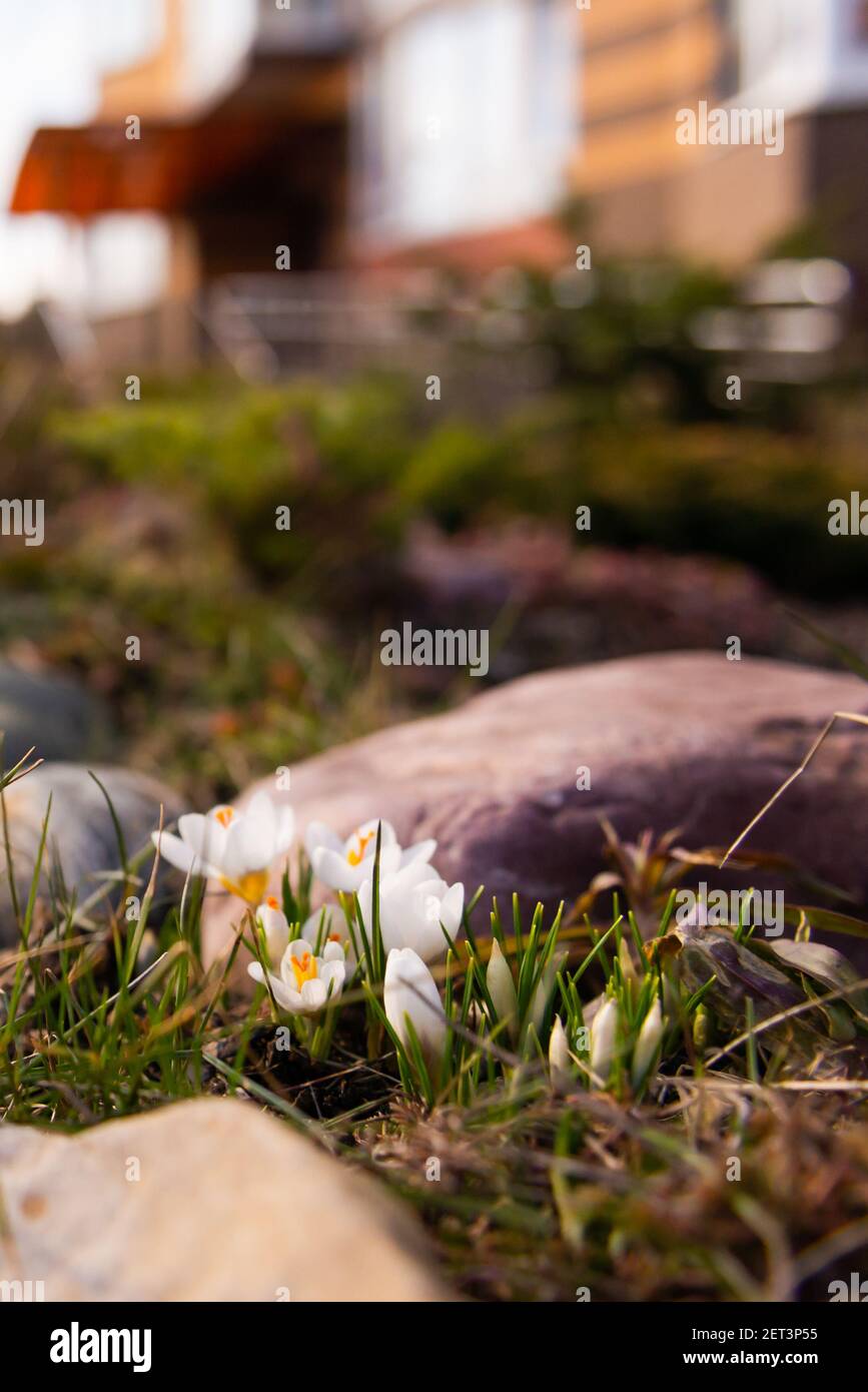 The first flowers in the spring in the city. Small flowers push through ...