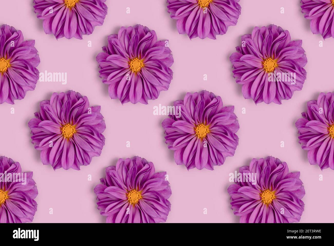 Repetitive pattern made of dahlia flowers on a purple background ...