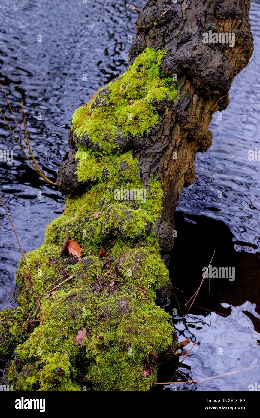 Moss growing on tree trunk in flooded woodland' Kent, UK Stock Photo ...
