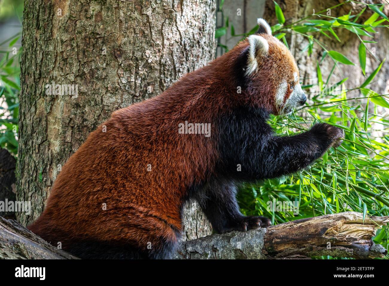 The red panda, Ailurus fulgens, also called the lesser panda and the ...