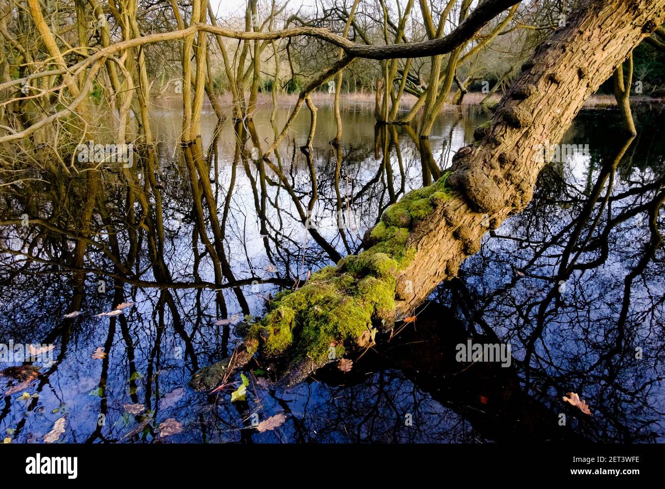 Flooded woodland on Chislehurst common, Kent, UK Stock Photo - Alamy